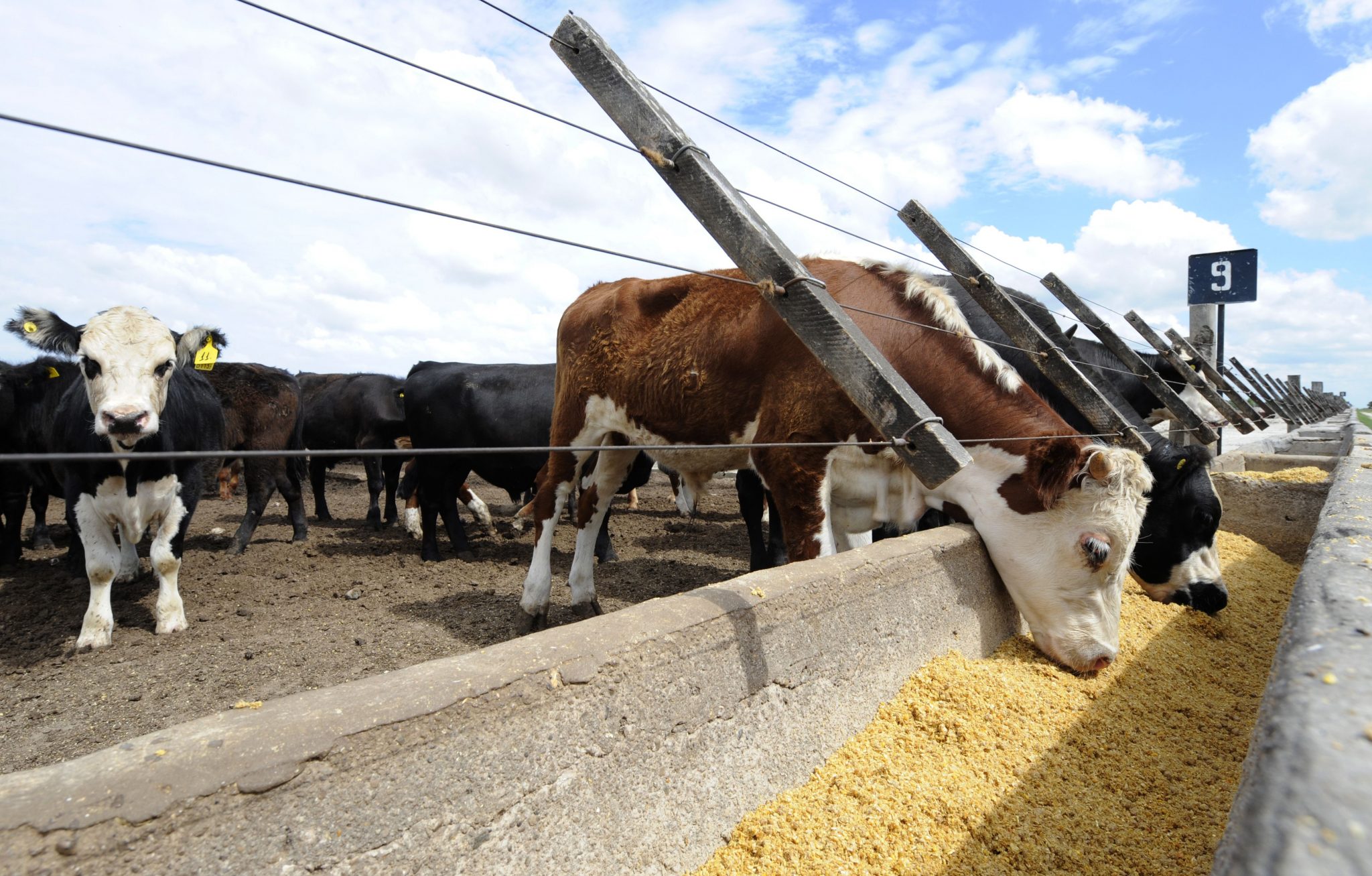 Cría Bovina Intensiva: la rentabilidad de la ganadería en campos ...